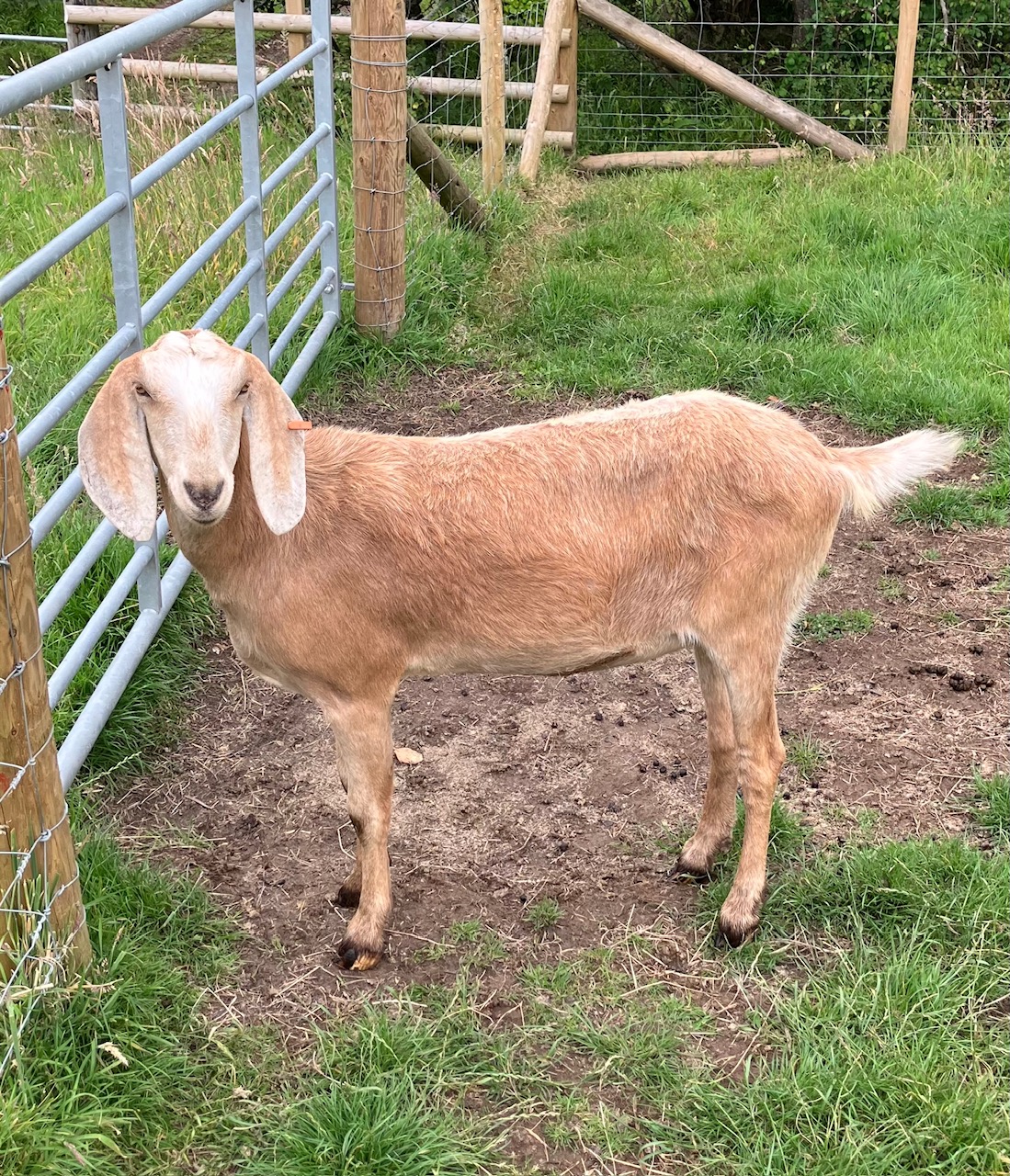 View Goats - British Goat Society