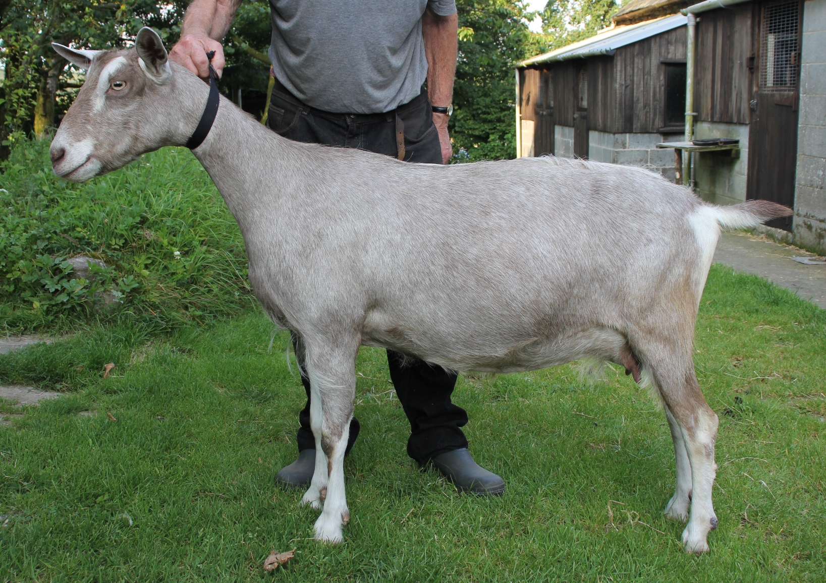 View Goats - British Goat Society