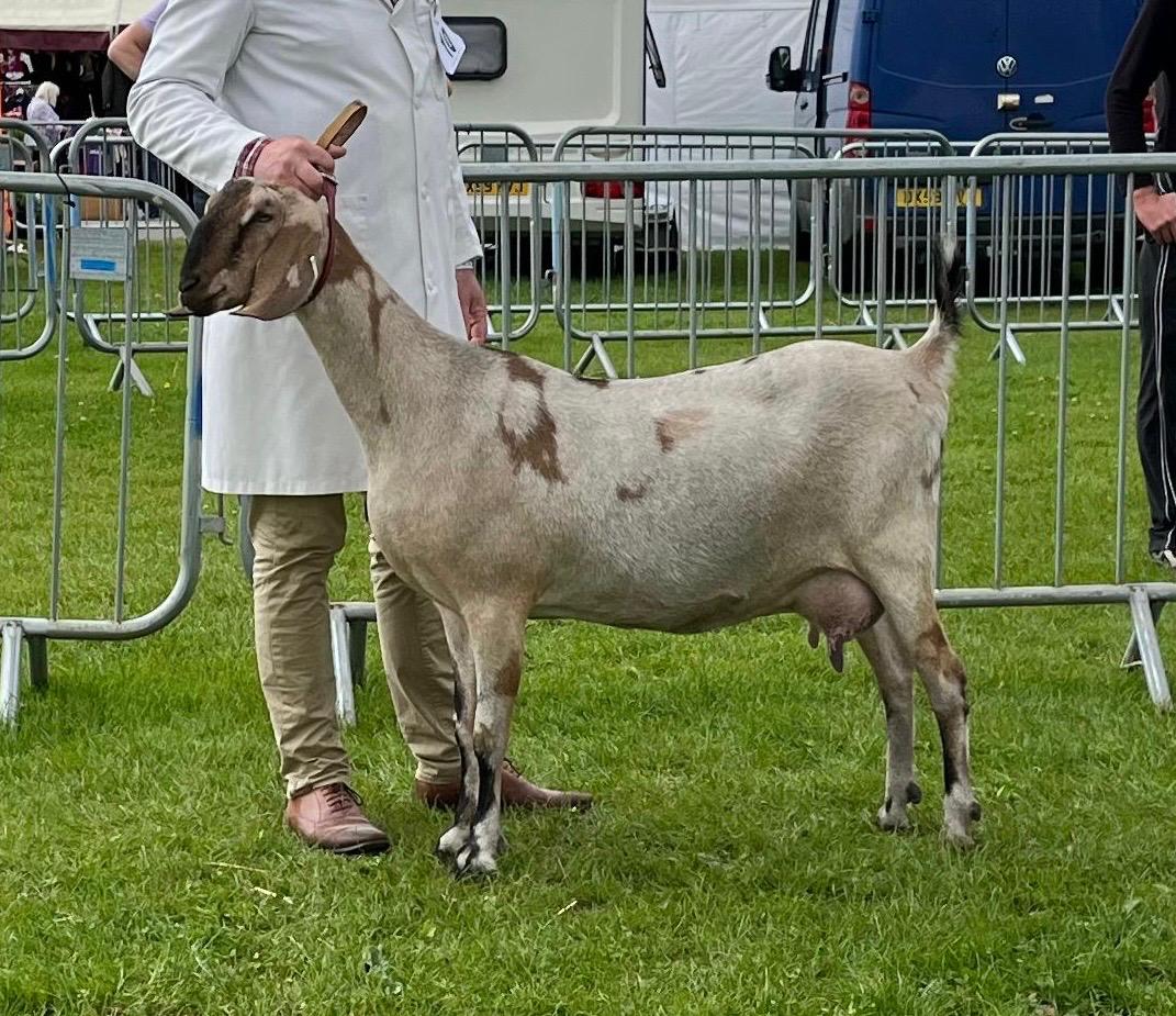 View Goats - British Goat Society